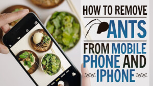 How to Remove Ants from Mobile Phone and iPhone - Pests Control