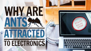 How To Remove Ants From Computer / How To Get Rid Of Ants In Electrical ...