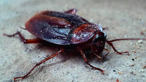 Winter Pest: How to Prevent Cockroach Infestation in Winter