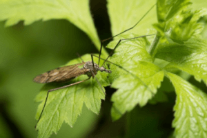 7 Different Types of Mosquito Pests found at home. - The Pests Control ...