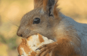 5 Things to do if Bitten by a Squirrel - The Pests Control Network