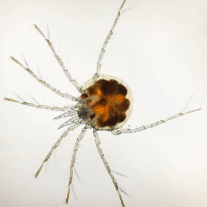 How to Get Rid of Water Mites in the Pool - The Pests Control Network