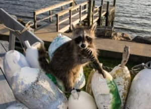 How Do You Keep Raccoons Out of the Boat? - The Pests Control Network