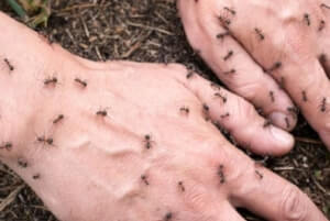 What are Ants Bites - The Pests Control Network